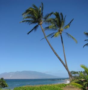 SO WHERE IS THE NORTHERNMOST PALM TREE? | The Weekend Roady